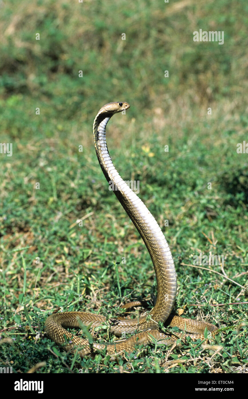Spectacled cobra hood hi-res stock photography and images - Alamy