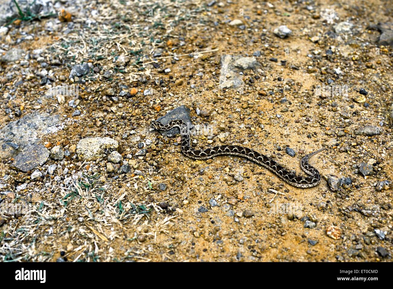 saw scaled viper snake echis cariniatus Stock Photo - Alamy