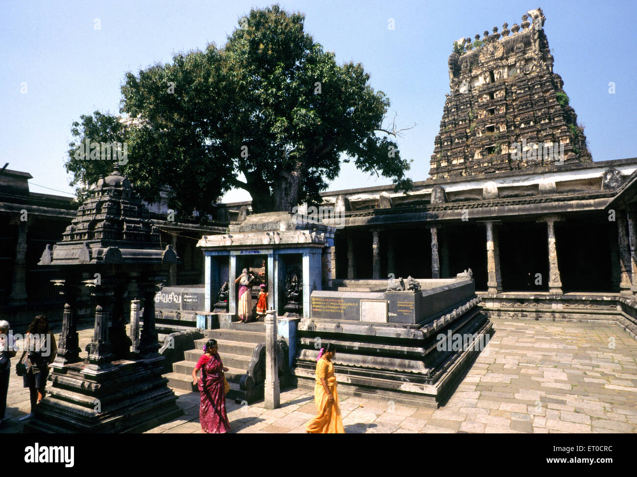 Ekambareswarar Temple Mango Tree