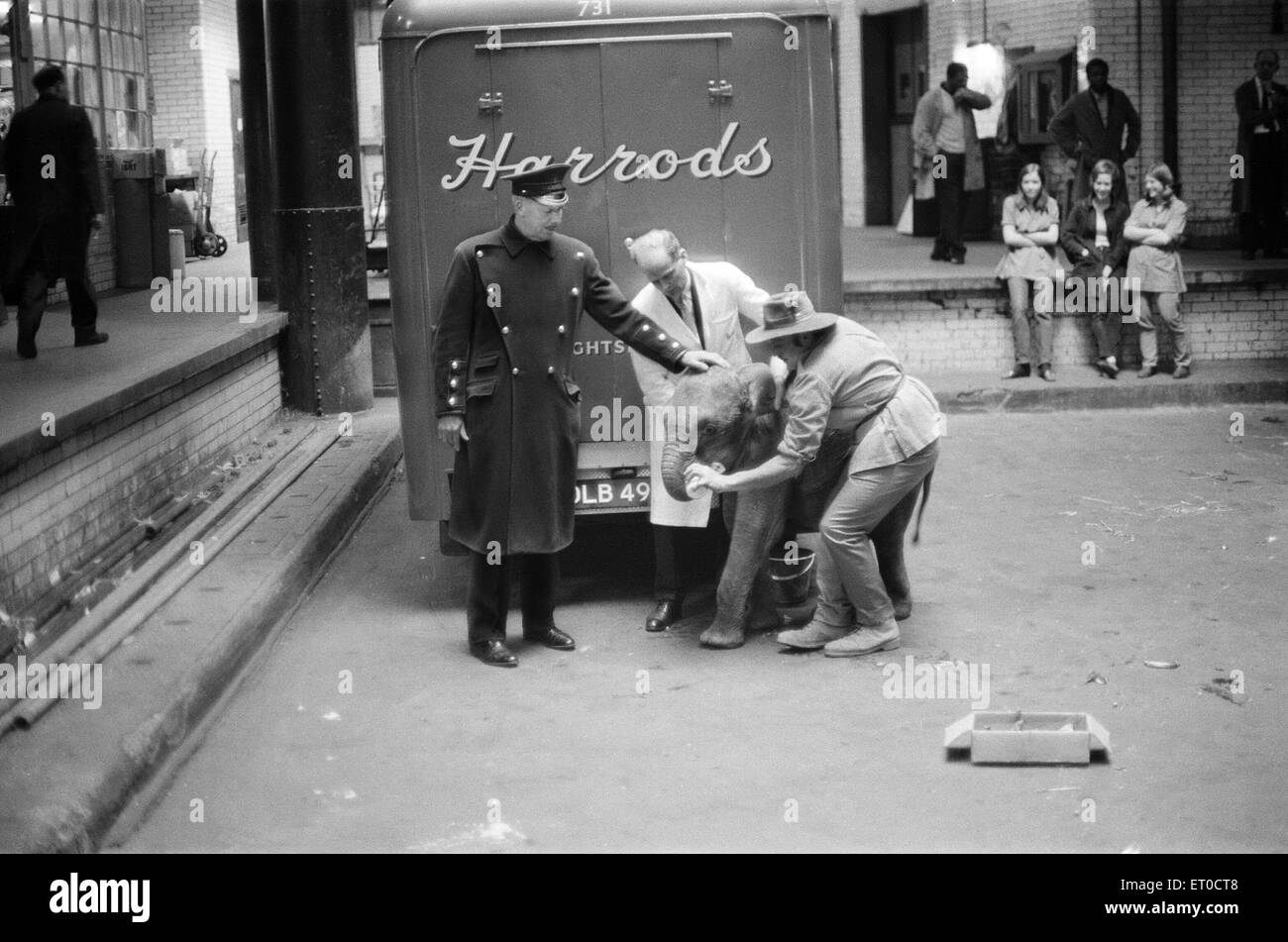 Harrods Department Store, sells a baby Elephant, Photo-call, Harrods ...