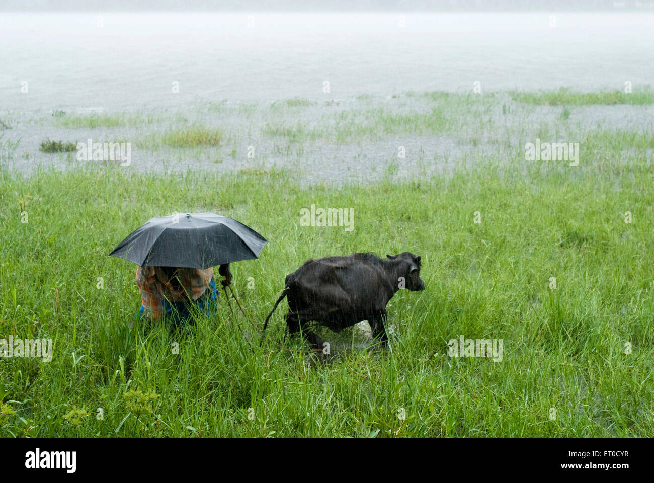 In asia buffalo hi-res stock photography and images - Alamy