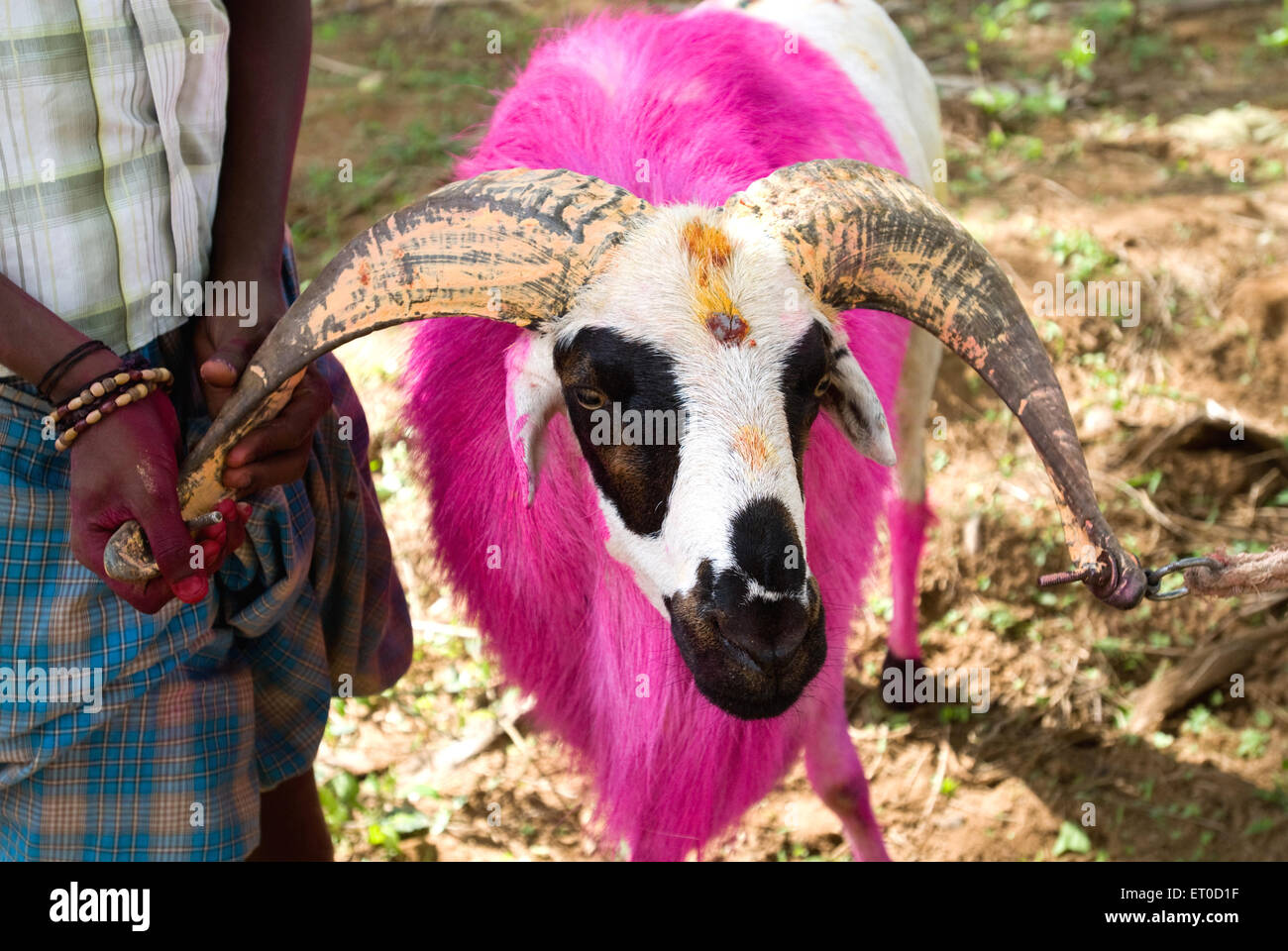 Fighting goat kidaai muttu ; Madurai ; Tamil Nadu ; India Stock Photo ...