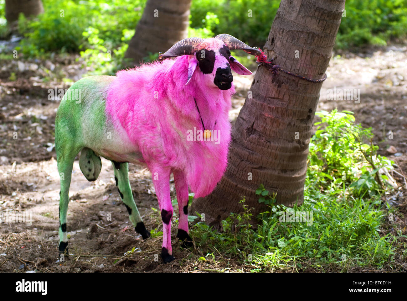 Fighting goat kidaai muttu ; Madurai ; Tamil Nadu ; India Stock Photo ...
