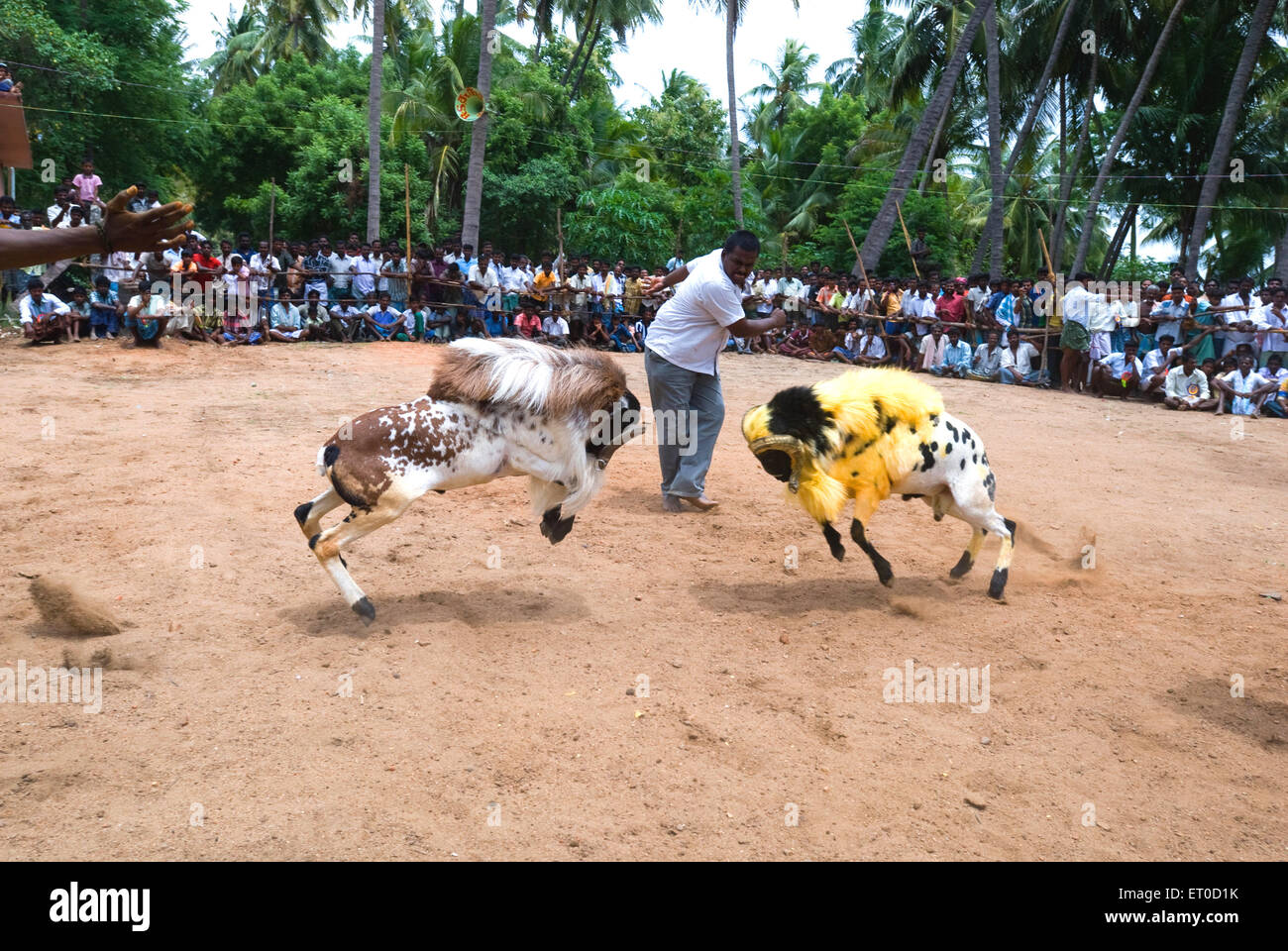 Fighting goats sport , kadaa muttu or kidaai muttu , Madurai , Tamil ...
