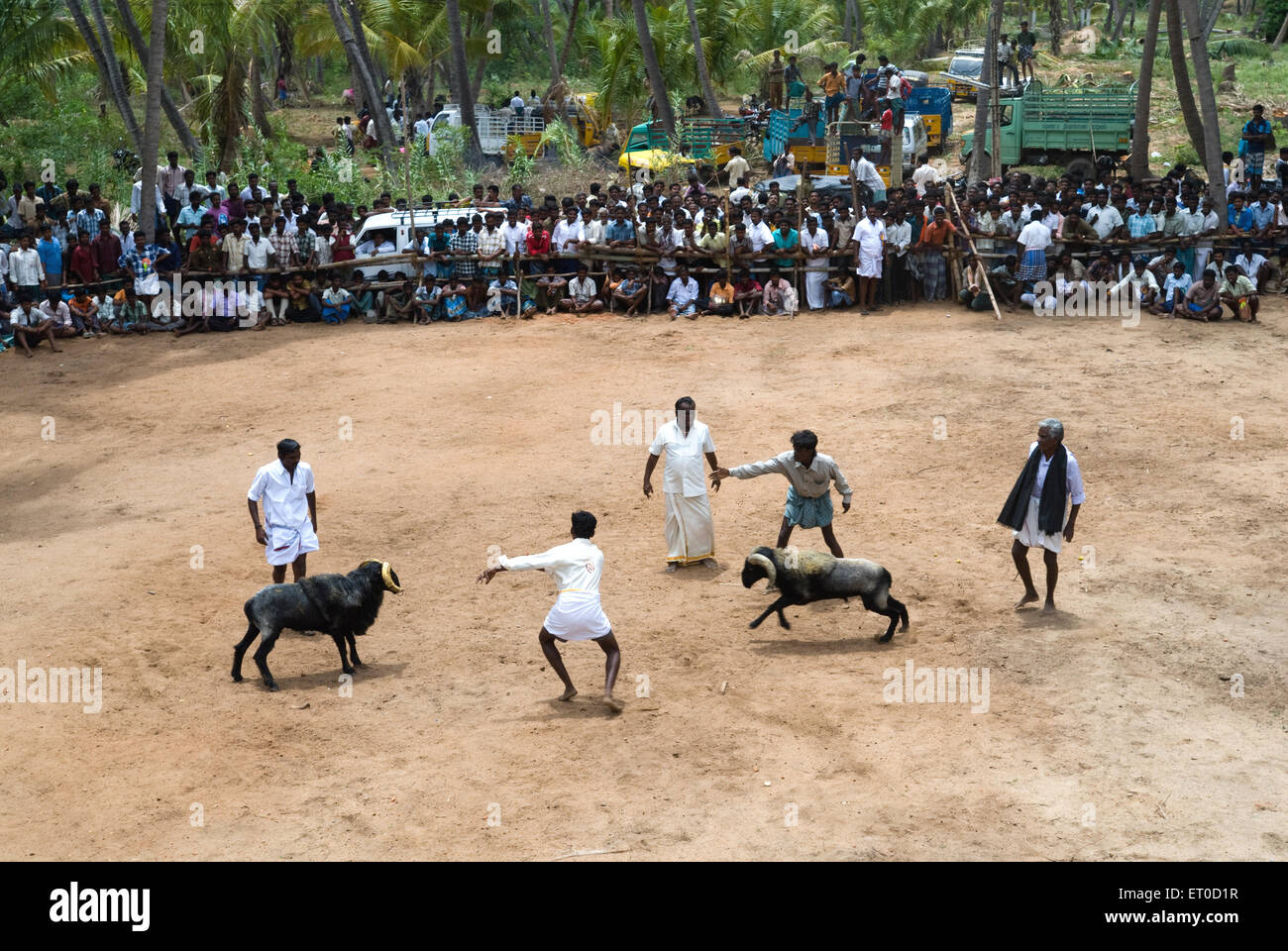 Fighting goats kidaai muttu ; Madurai ; Tamil Nadu ; India Stock Photo ...