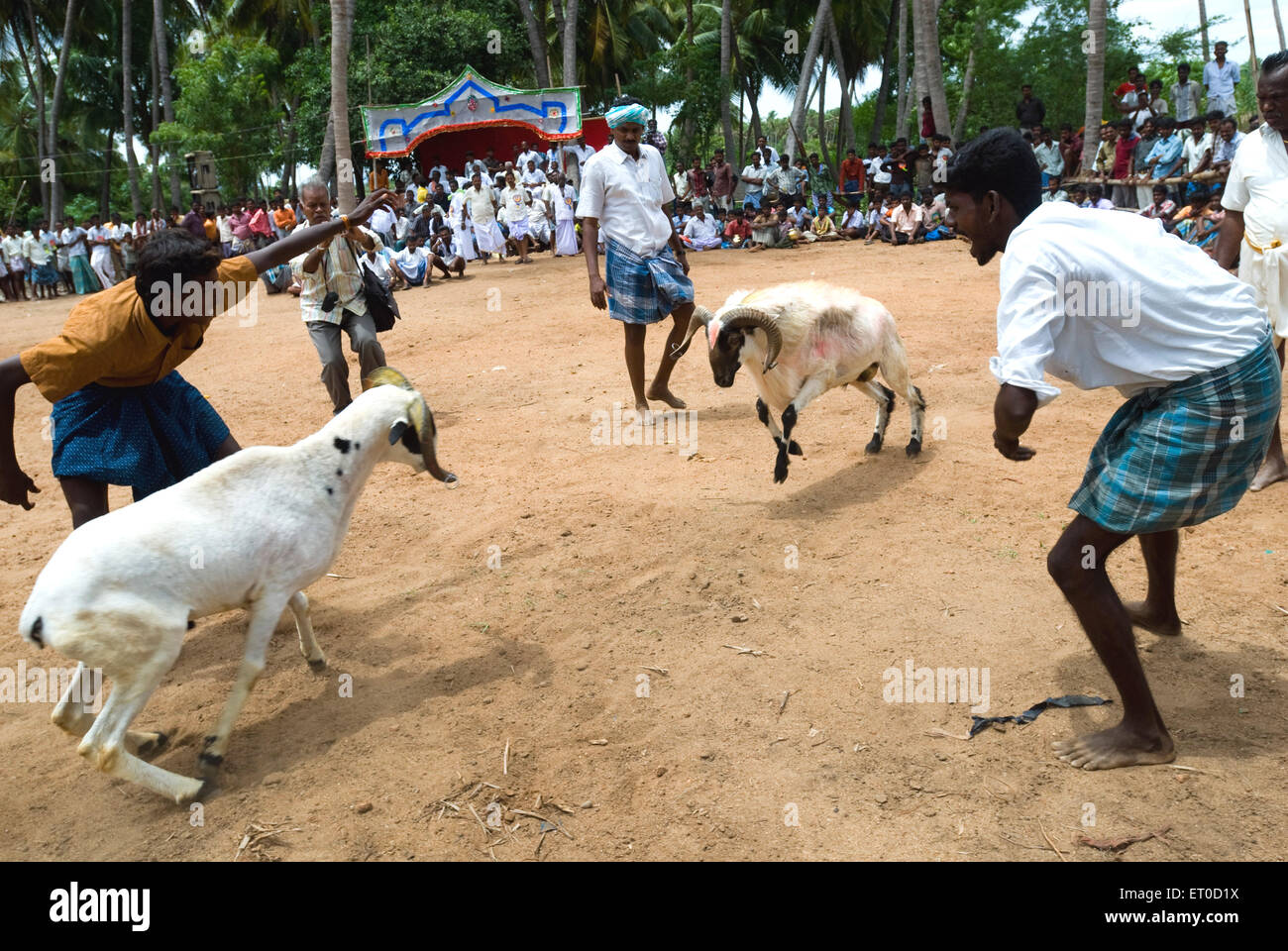Fighting goats kidaai muttu ; Madurai ; Tamil Nadu ; India Stock Photo ...