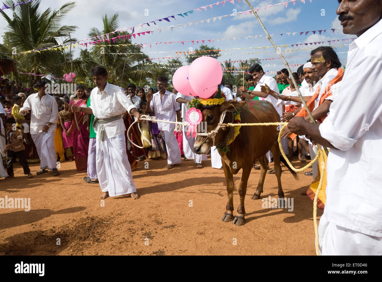 Pongal ; Kinathukkadavu near Coimbatore ; Tamil Nadu ; India Stock ...