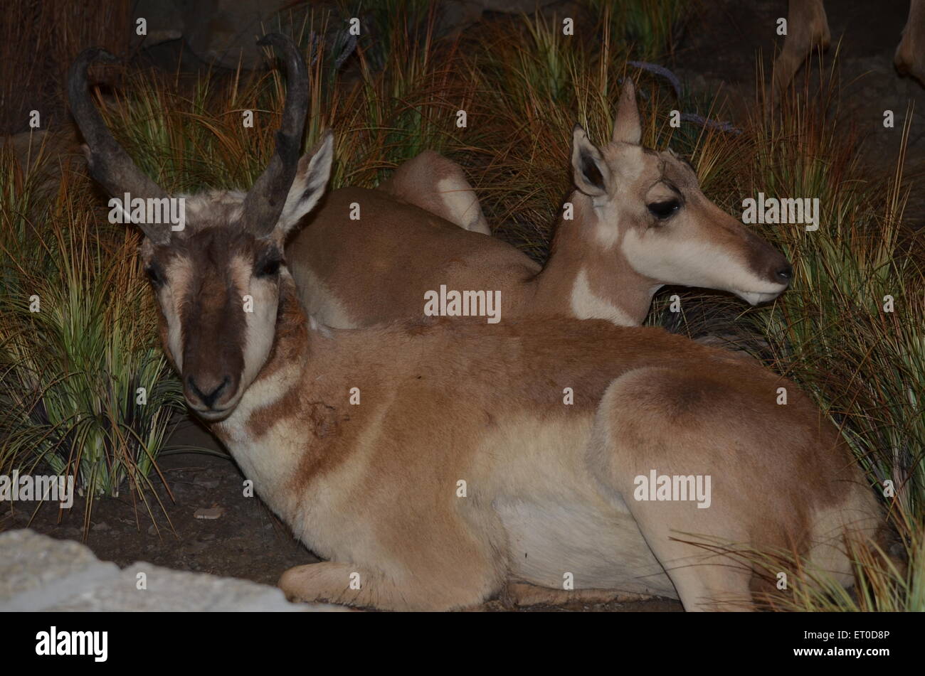 Pronghorn antelopes hi-res stock photography and images - Alamy