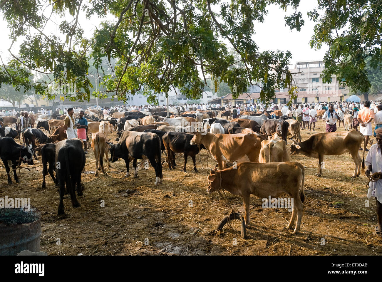 Indian cow market hi-res stock photography and images - Alamy