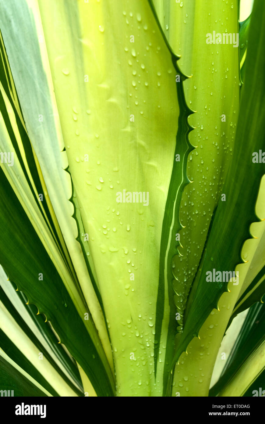 Agave succulent plant , green leaves , Coimbatore , Tamil Nadu , India ...