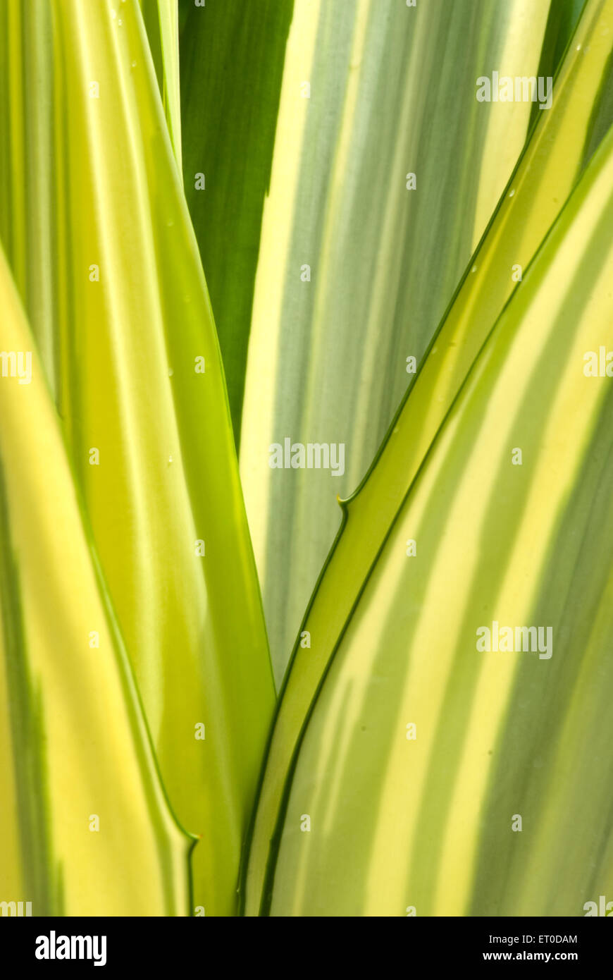 Agave succulent plant , green leaves , Coimbatore , Tamil Nadu , India ...