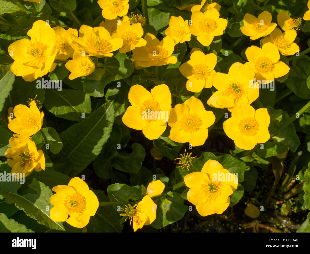 Marsh Marigold flowers Stock Photo - Alamy