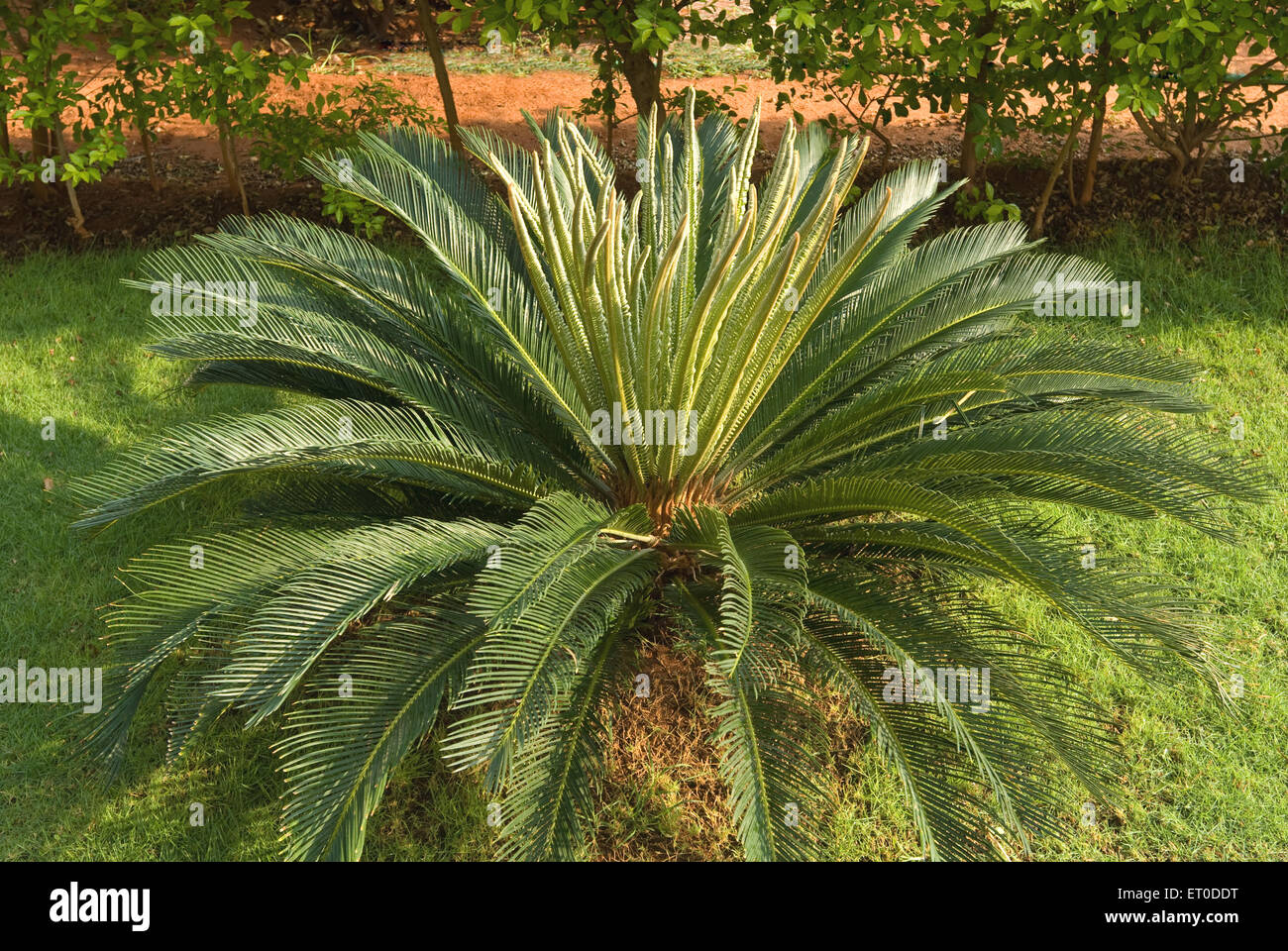 Cycad High Resolution Stock Photography and Images - Alamy