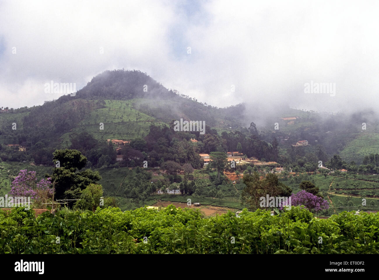 Nilgiris hill hi-res stock photography and images - Alamy