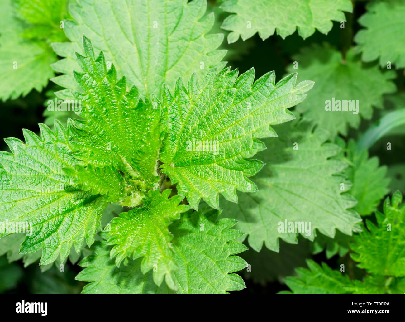 Burn nettle hi-res stock photography and images - Alamy