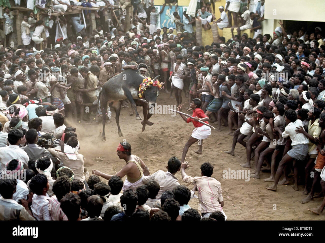Alanganallur Jallikattu 2022