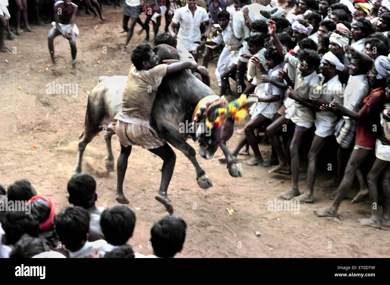Jallikattu bull taming in pongal festival ; Alanganallur ; Madurai ...