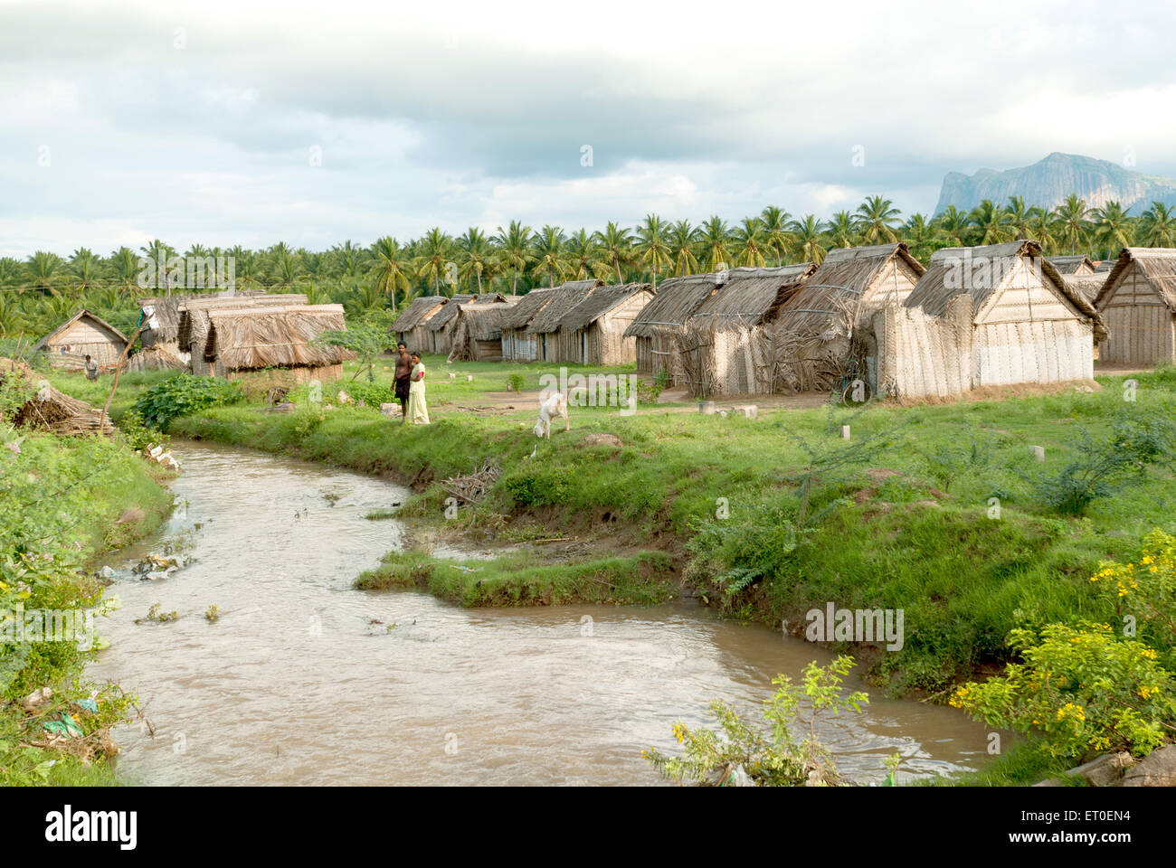 Huts at western ghats near udumalaipettai ; Udumalpet ; Tamil Nadu ...