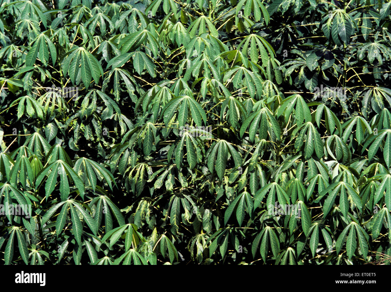 Tapioca plant, cassava plant, Sathyamangalam, Erode, Coimbatore, Tamil ...