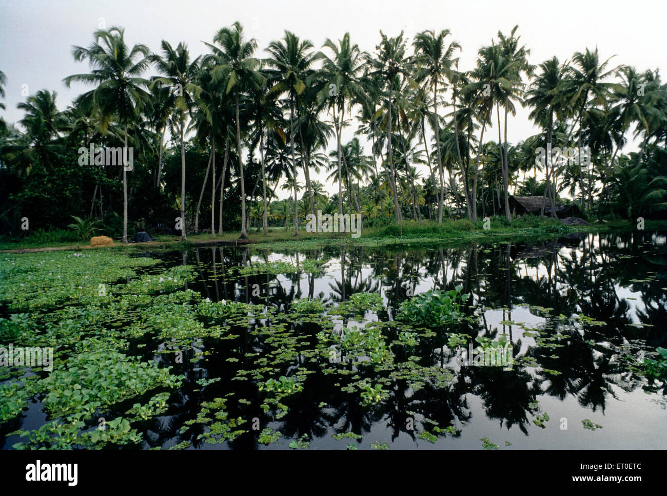 Alleppey india hi-res stock photography and images - Alamy