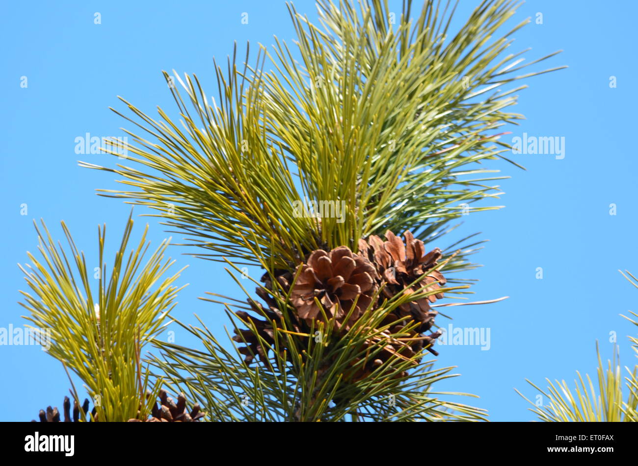 Pine tree with cones hi-res stock photography and images - Alamy