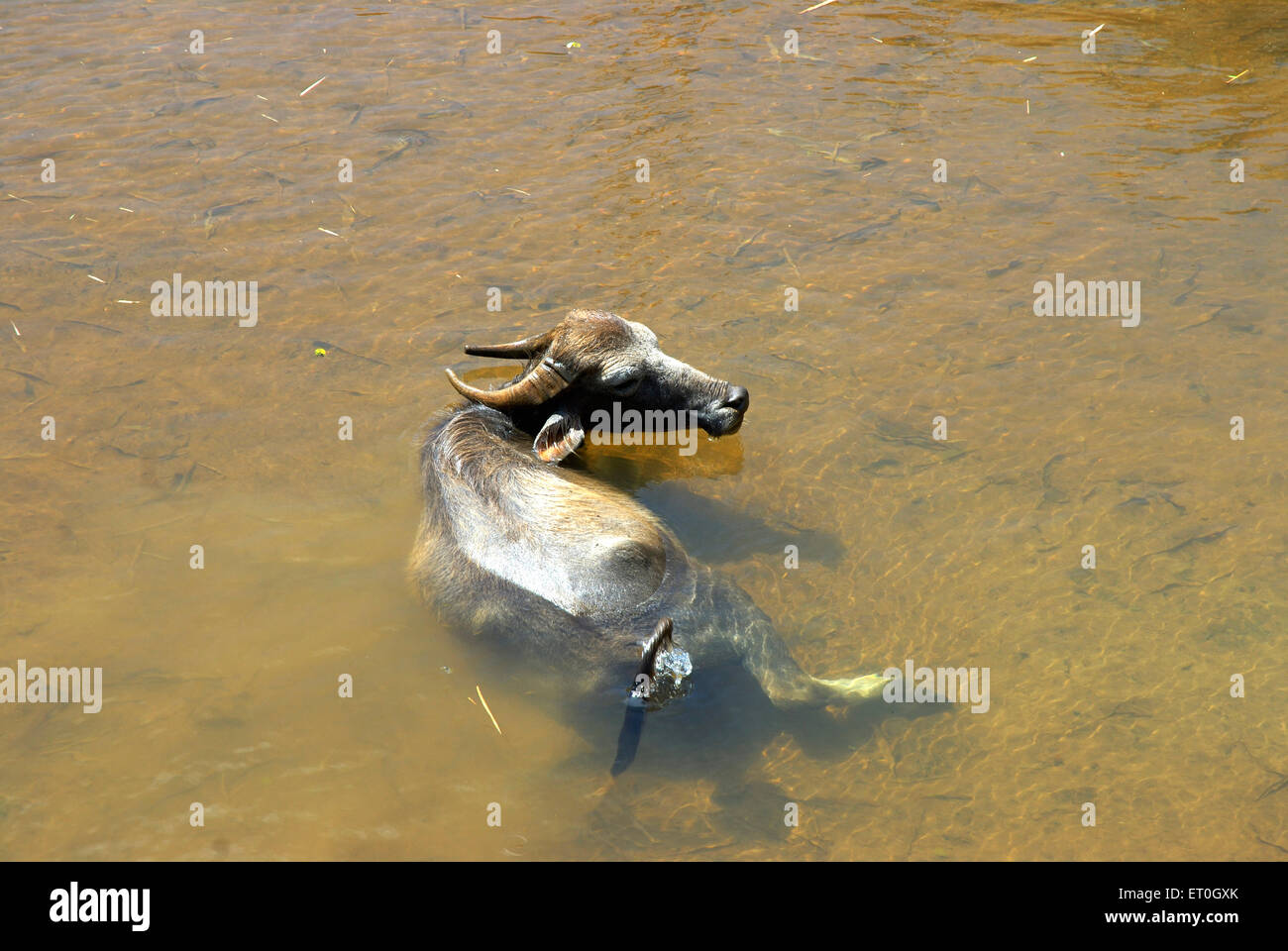 Buffalo bathing in Kaveri Cuvery river near Coorg ; District Mangalore ...