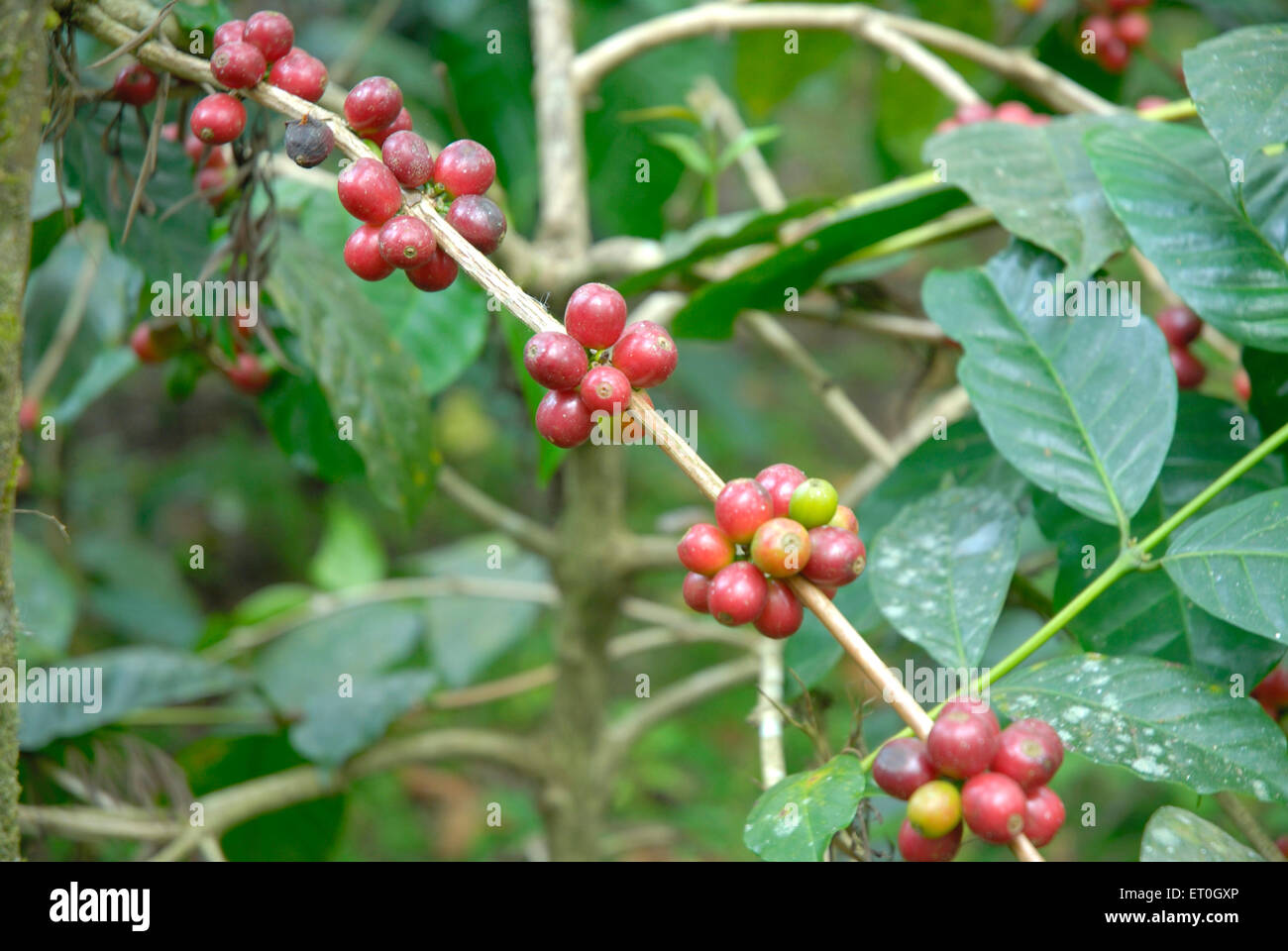 Coffee cherry tree, Coffee tree, Coffee cherries tree, coffee berry ...