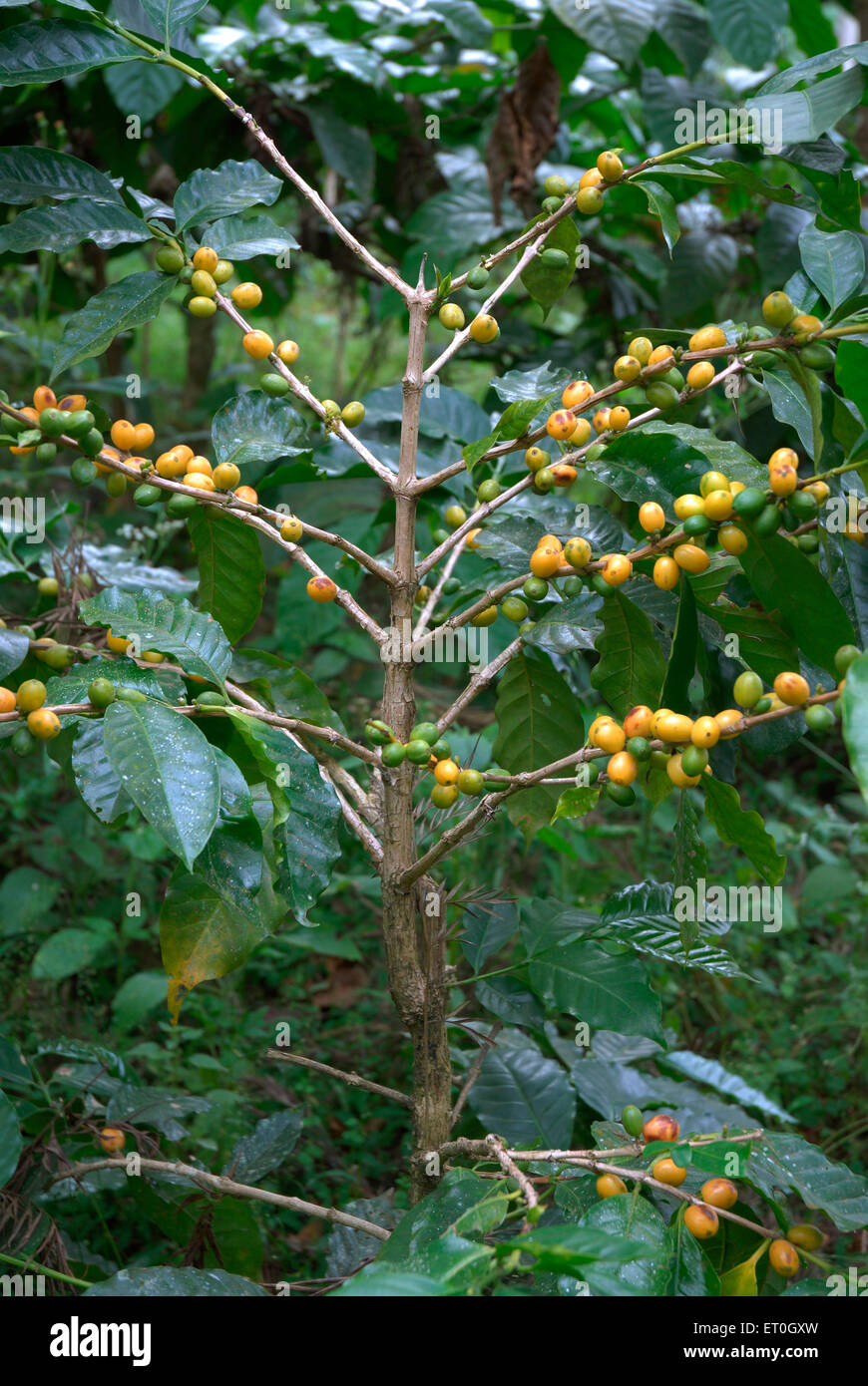 Coffee cherry tree, Coffee tree, Coffee cherries tree, coffee berry ...
