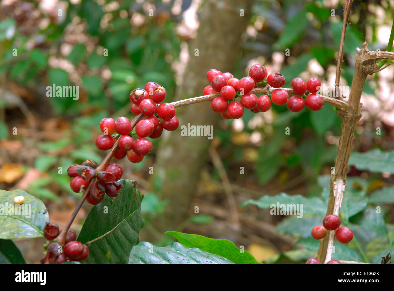 Coffee cherry tree, Coffee tree, Coffee cherries tree, coffee berry ...