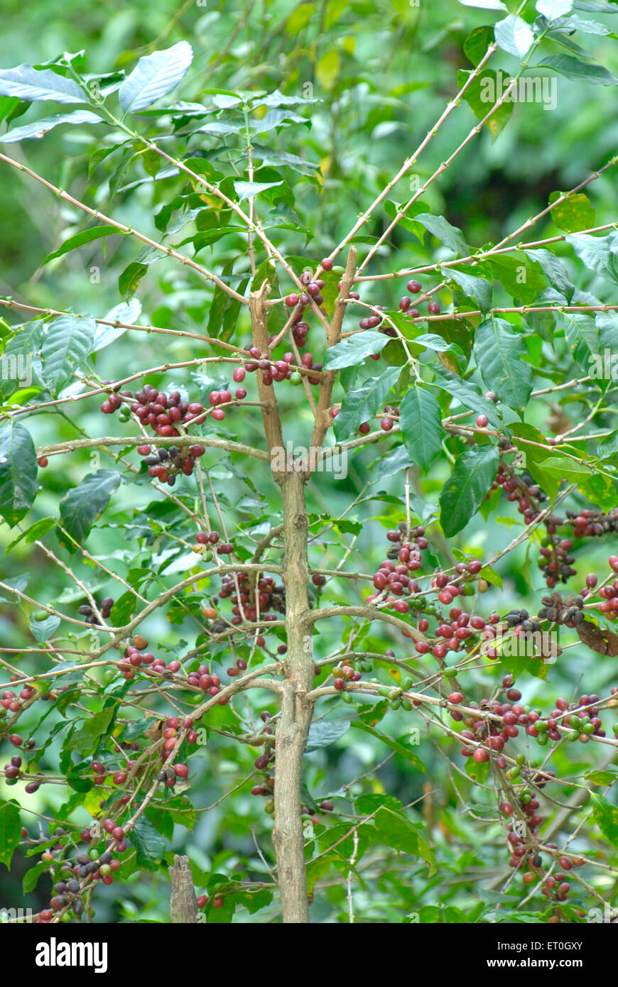 Coffee cherry tree, Coffee tree, Coffee cherries tree, coffee berry ...