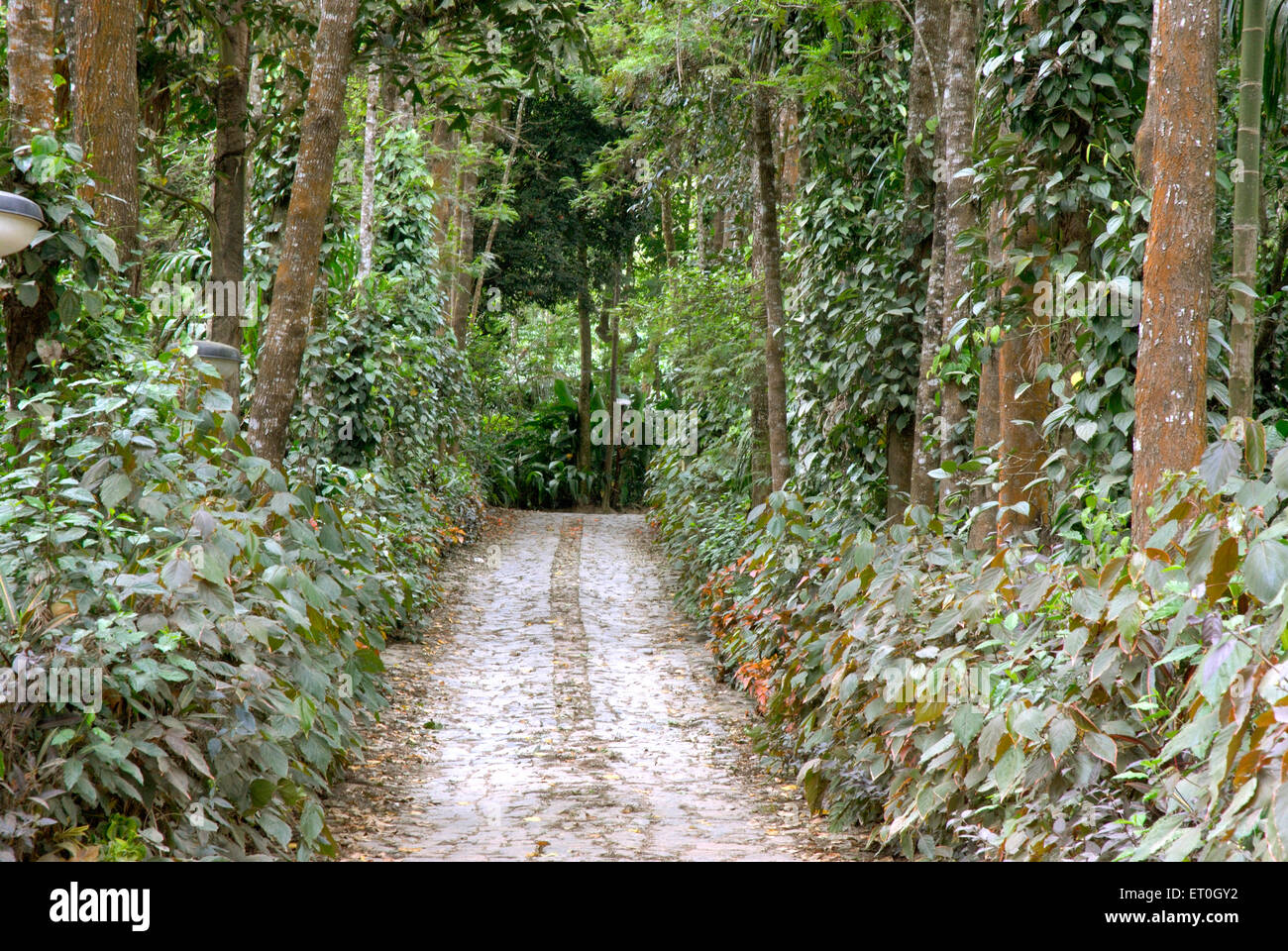 Forest road , Madikeri , hill station , Madikery , Coorg , Kodagu ...