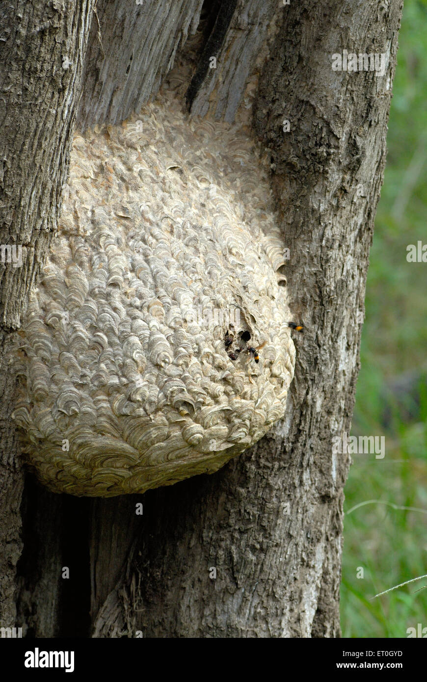 Indian insects hi-res stock photography and images - Alamy