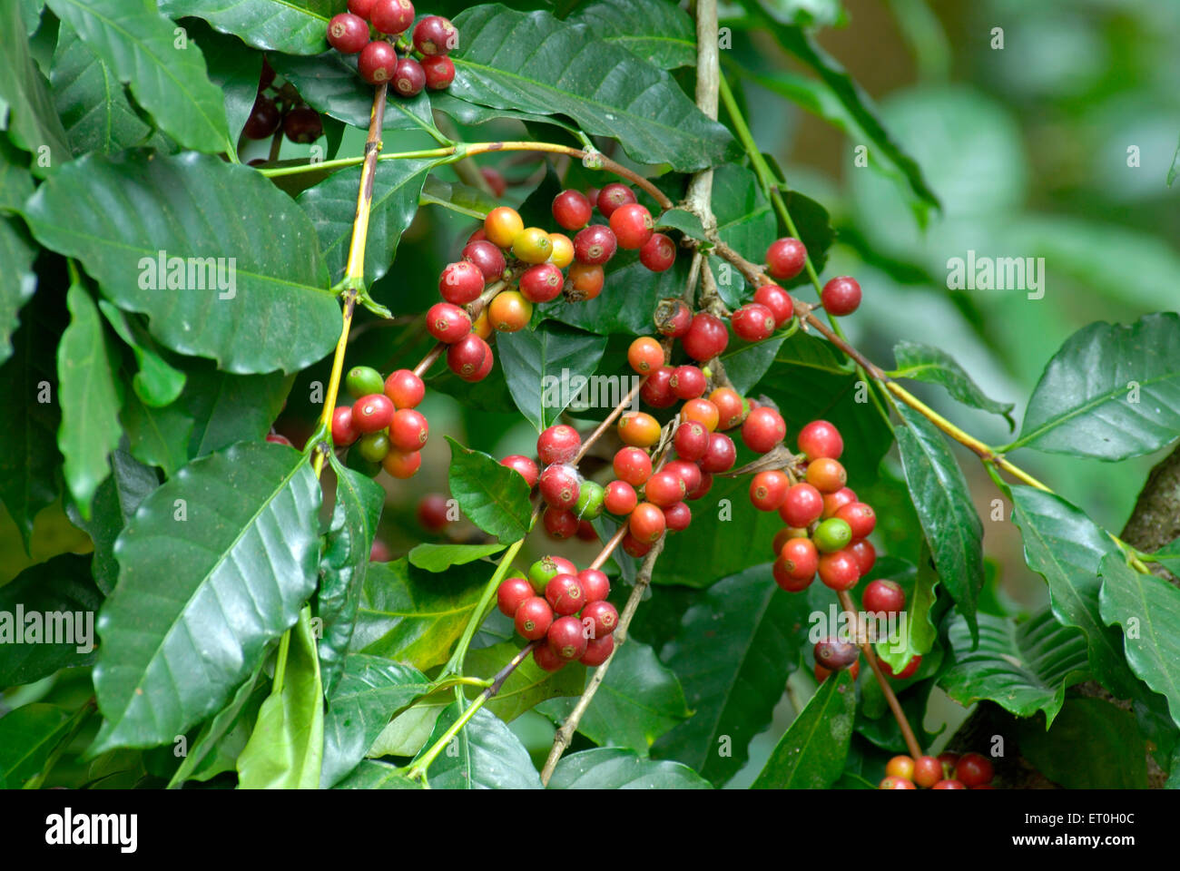 Coffee cherry tree, Coffee tree, Coffee cherries tree, coffee berry ...