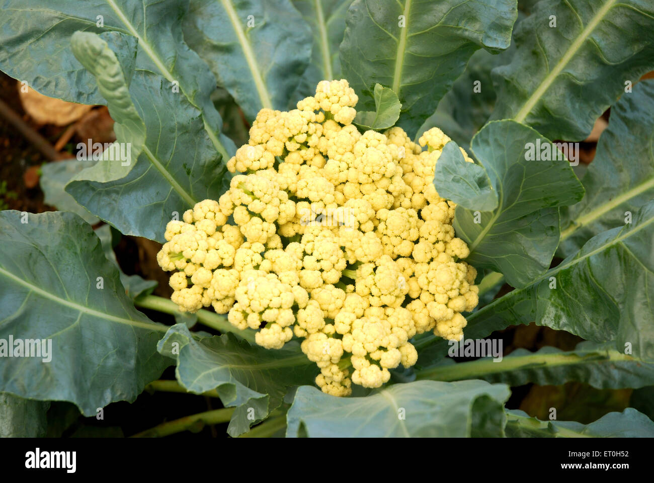 Cauliflower fields hi-res stock photography and images - Alamy