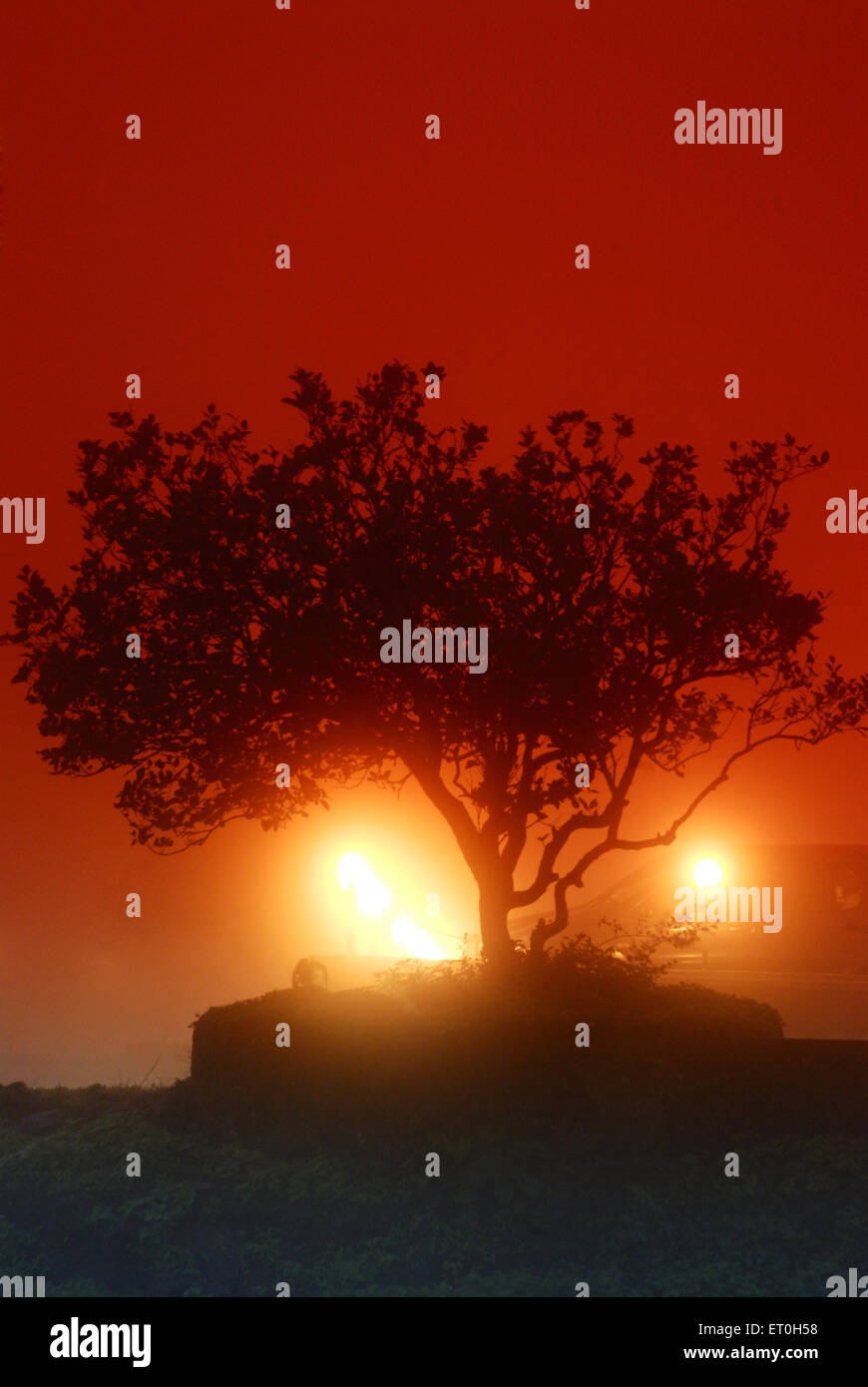 tree illuminated at night , malshej ghat ; Maharashtra ; India , asia ...