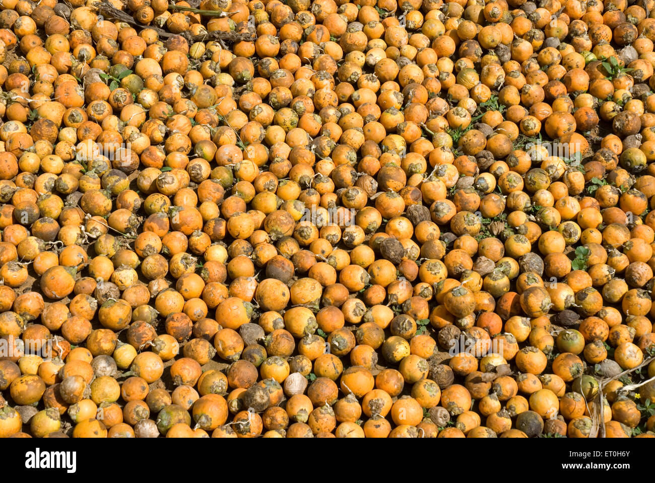 Betel nut drying hi-res stock photography and images - Alamy