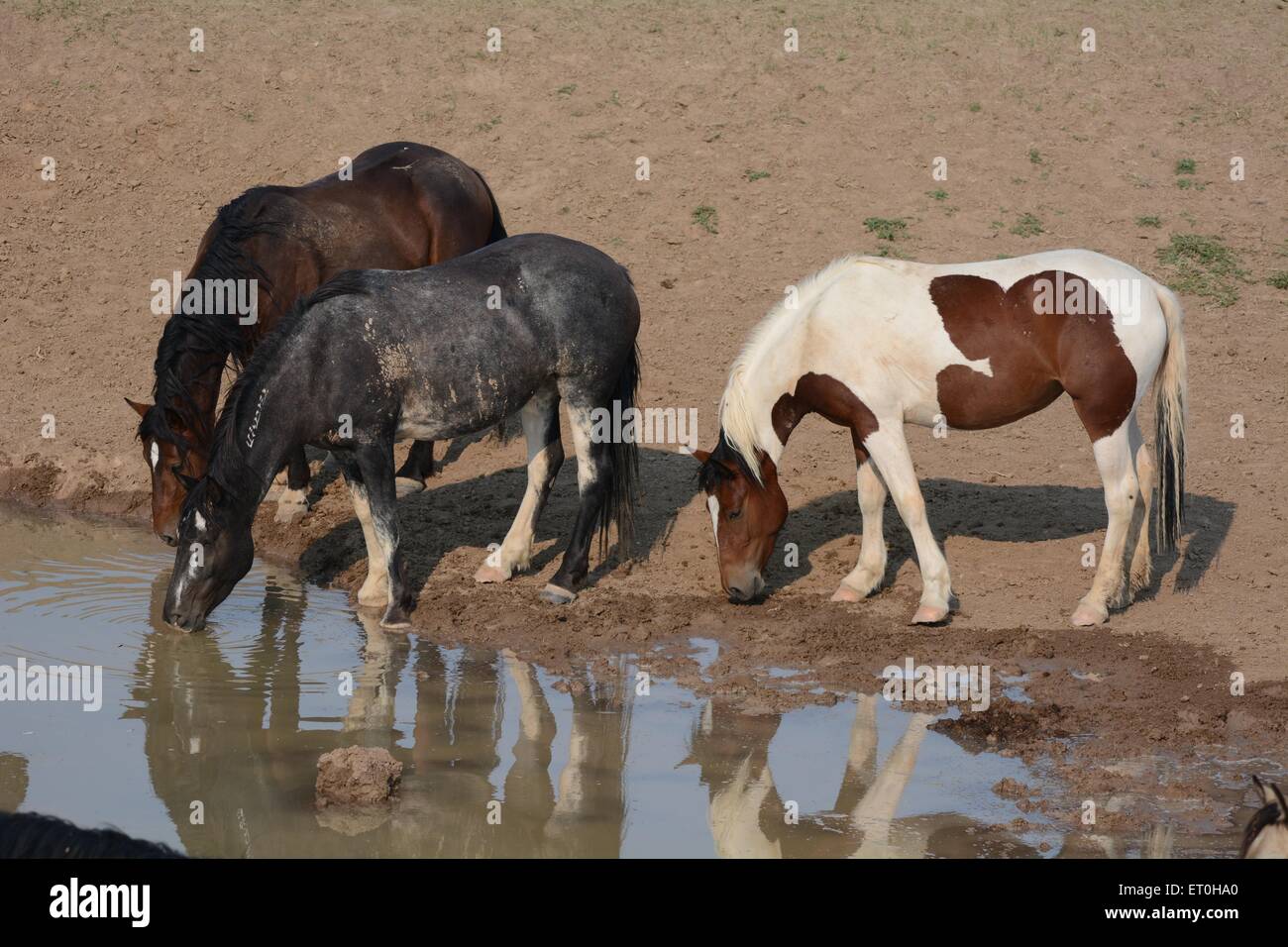 Horses Drinking Water High Resolution Stock Photography and Images - Alamy