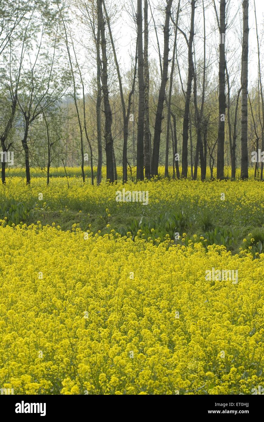 Mustard plants hi-res stock photography and images - Alamy