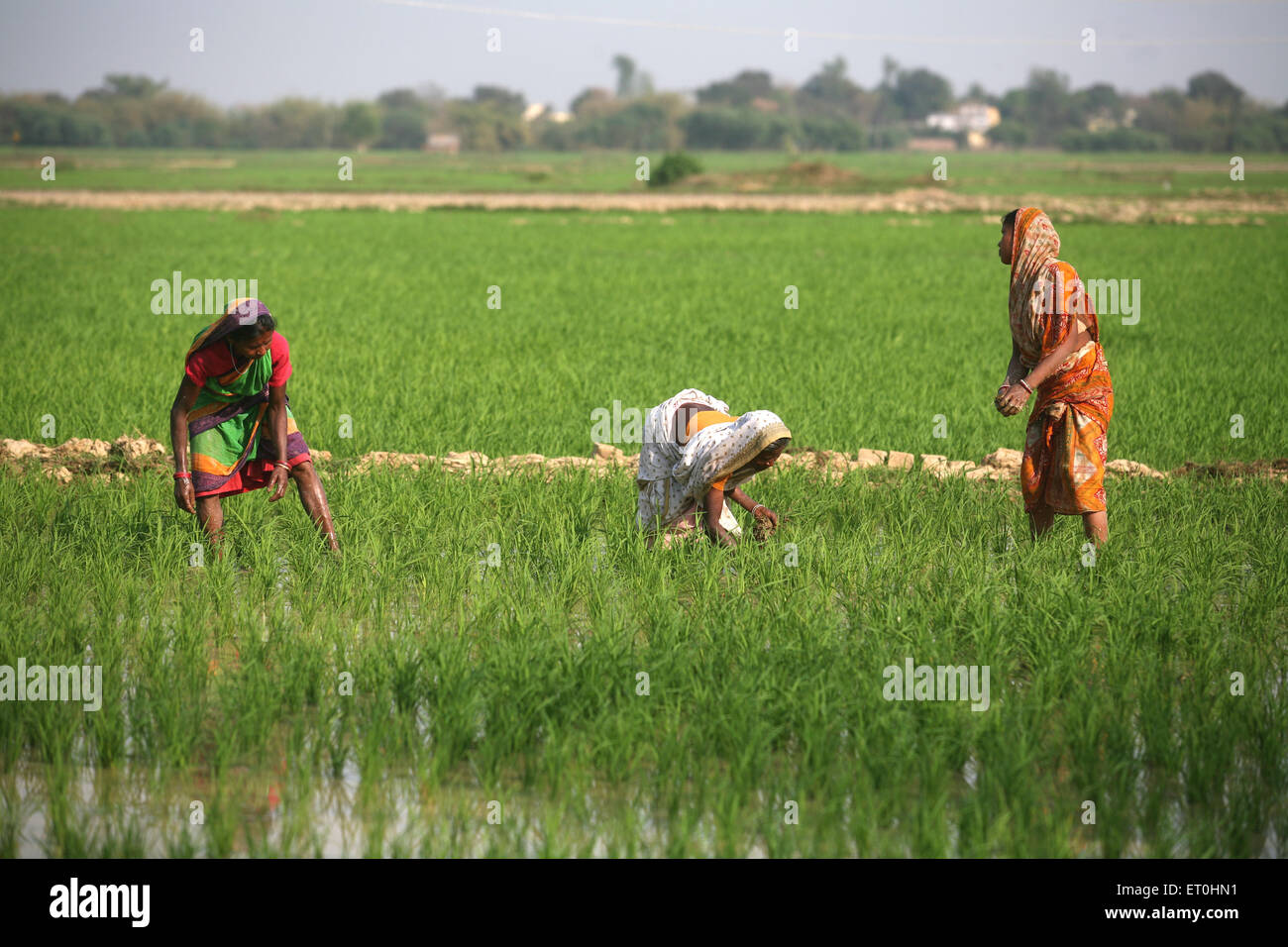 Growing rice in india hi-res stock photography and images - Alamy