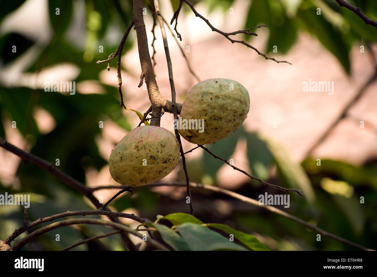 Indian custard apple fruit hi-res stock photography and images - Alamy