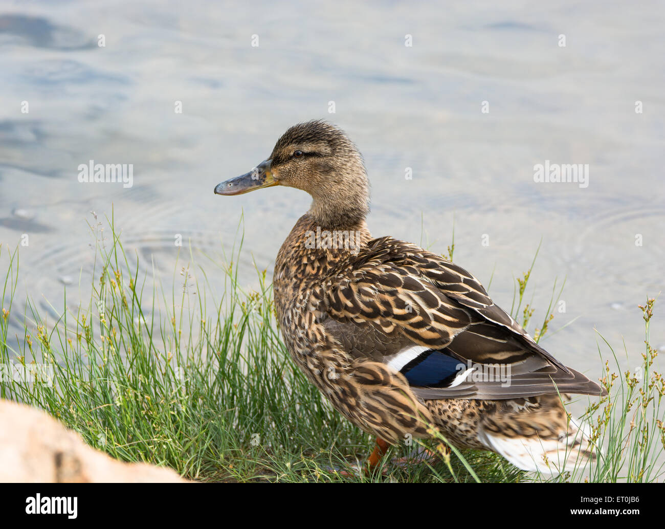 duck on the lake Stock Photo - Alamy