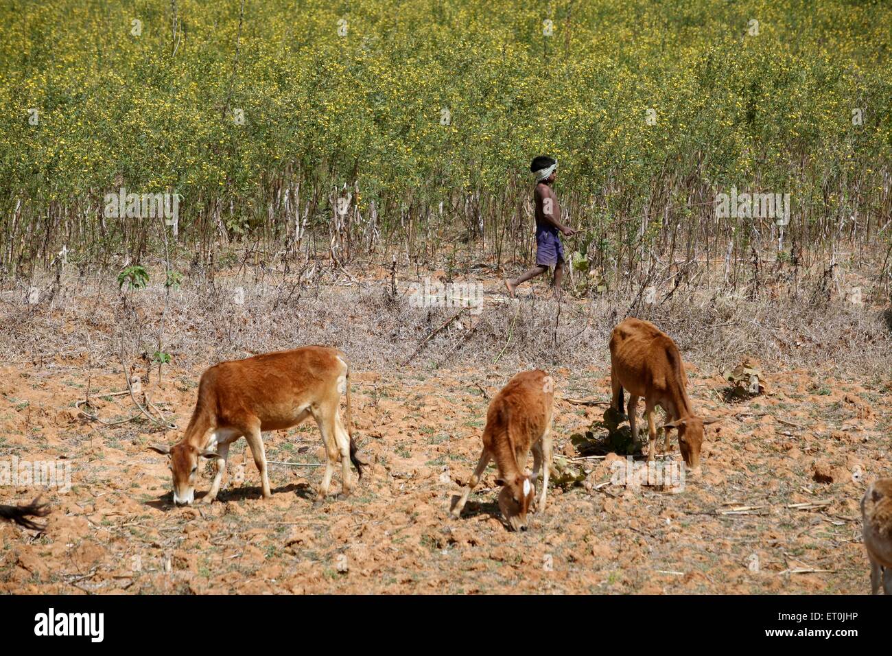 Asian boy cow animal hi-res stock photography and images - Alamy