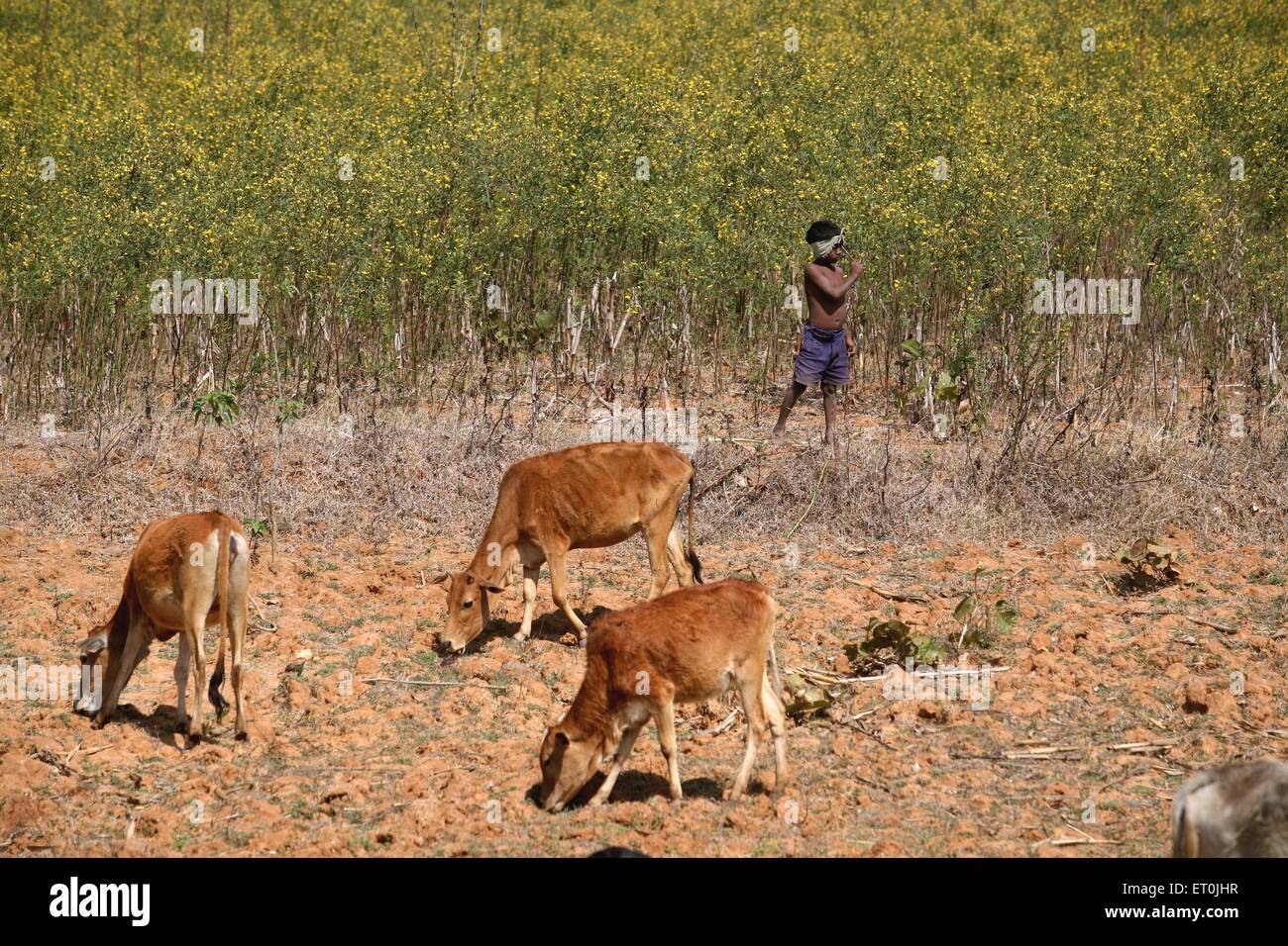 Asian boy cow animal hi-res stock photography and images - Alamy