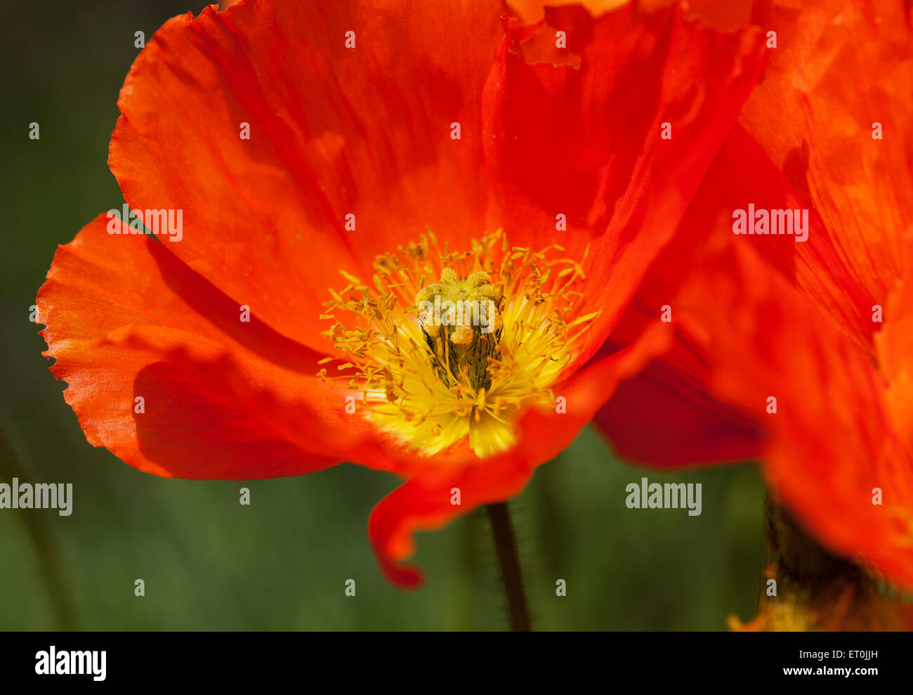 Iceland poppy plant hi-res stock photography and images - Alamy