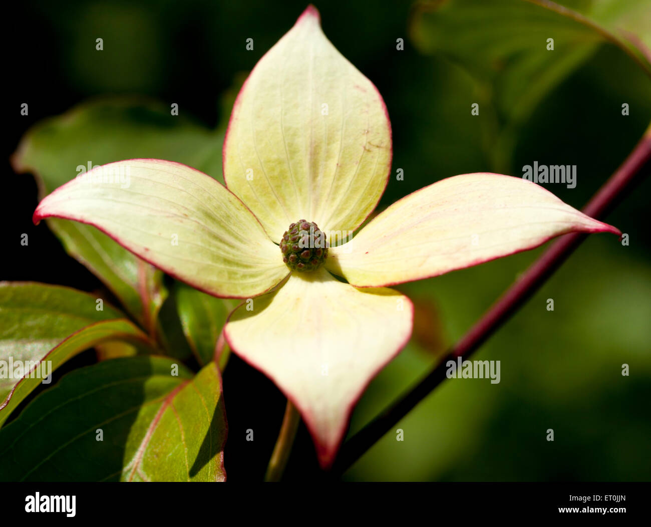 Kousa dogwood hi-res stock photography and images - Alamy