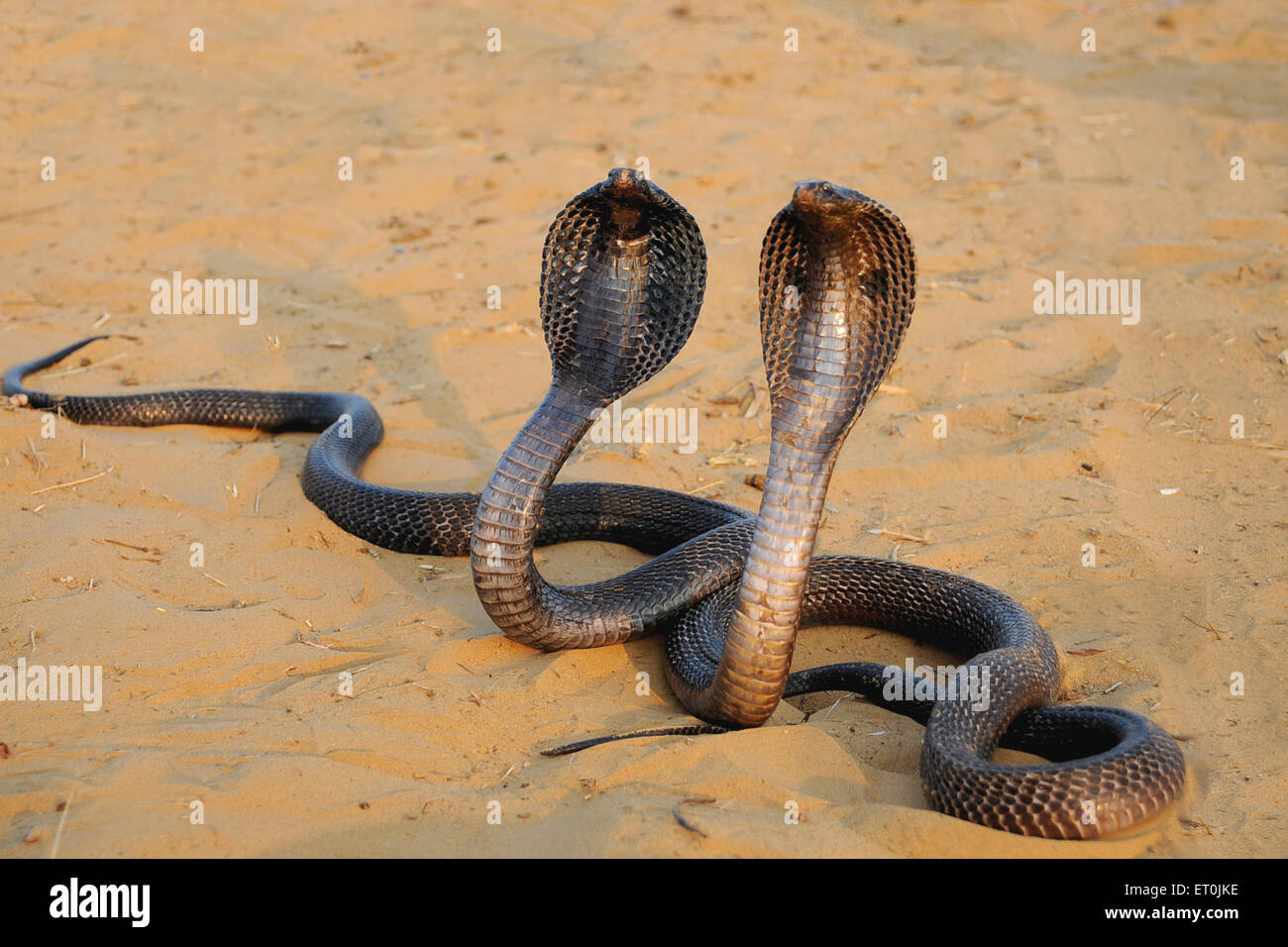 King Cobra Open Hood Venomous Cobra In Plane Forces South African King Cobra Open Hood Venomous Cobra In Plane Forces South African