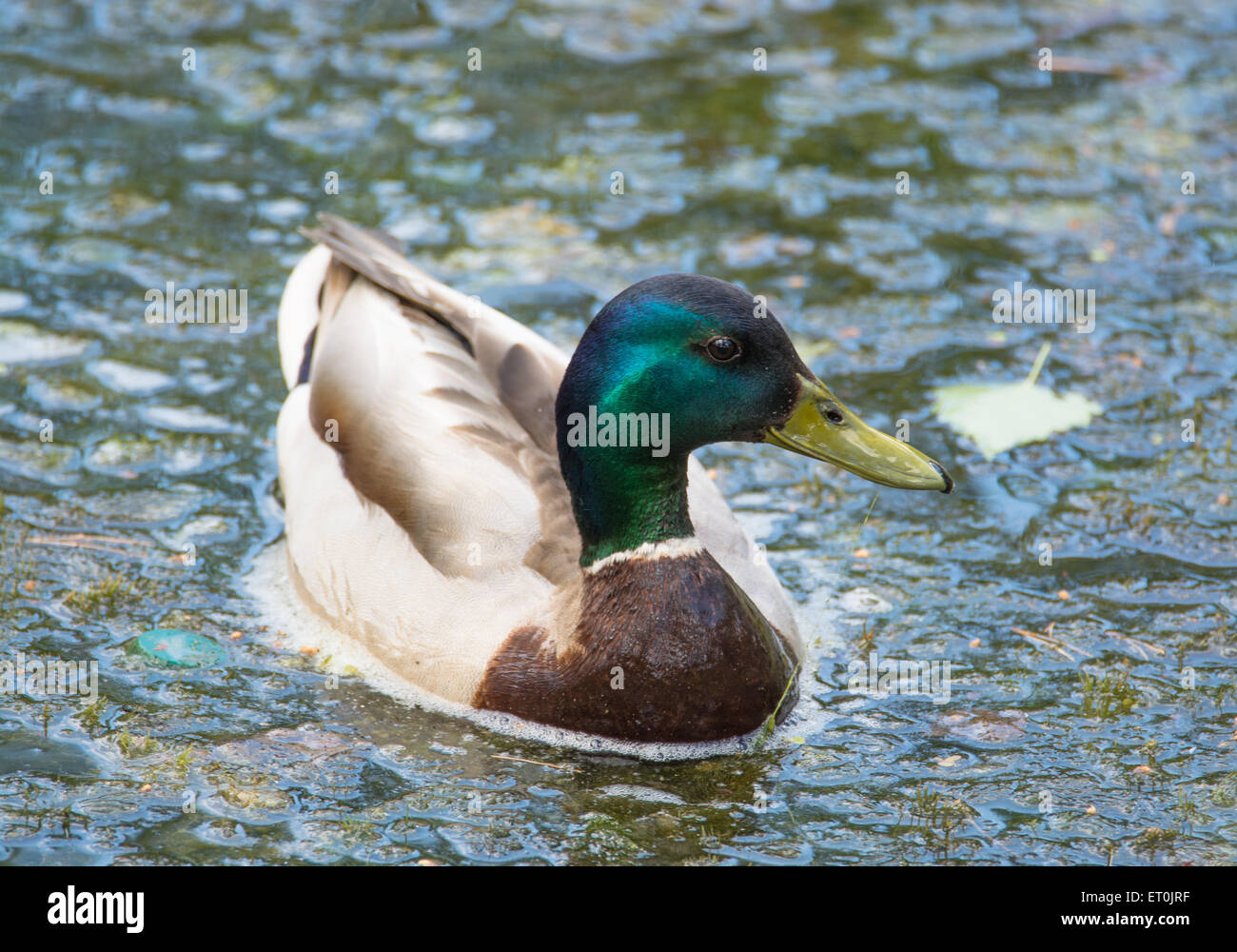 Nice duck hi-res stock photography and images - Alamy