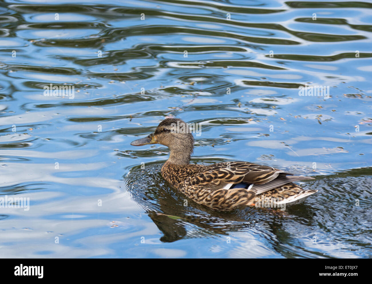 wonderful duck floats on water Stock Photo - Alamy