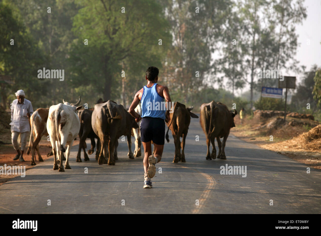 Buffaloes hi-res stock photography and images - Alamy