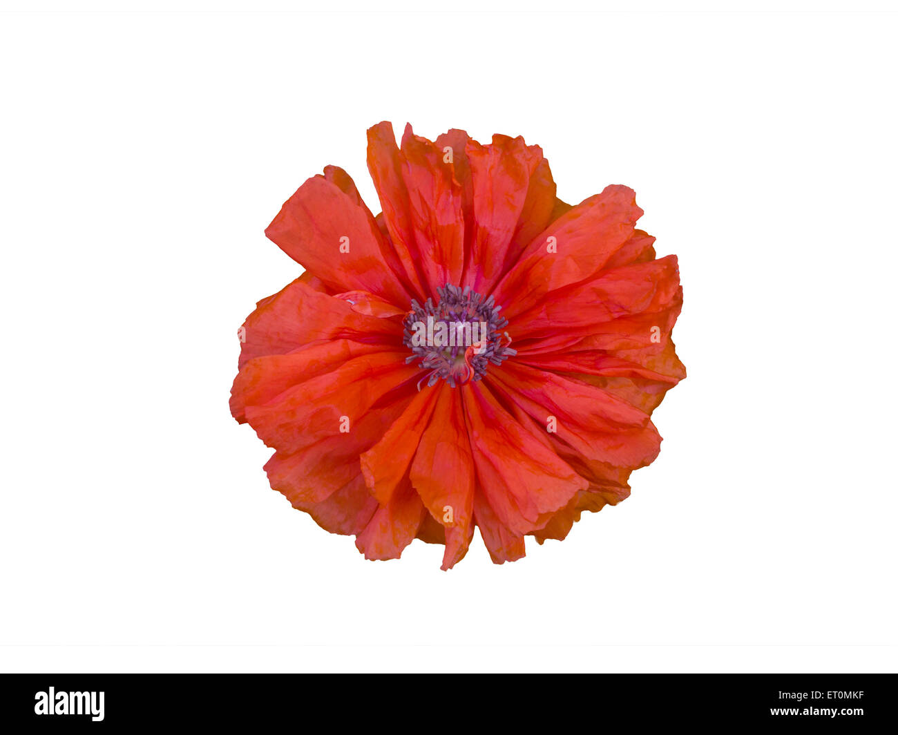 White poppy on green background Cut Out Stock Images & Pictures - Alamy